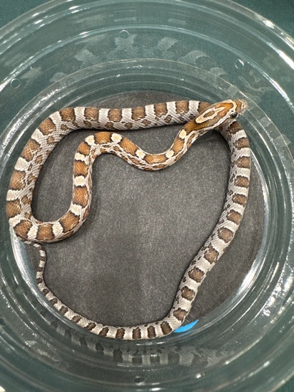 Kastanie 100% Het Amel (Het Mandarin) (M) Corn Snake by Small Scale(s)