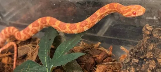 CB21 Red Factor Amel Female Corn Snake by Small World Reptiles