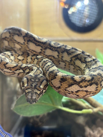 CB23 Hypo Red Coastal Carpet Python Other Carpet Python by Small World ...