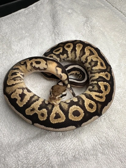 Firemon Ball Python by The Erler Projects: Reptiles