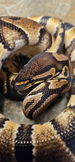 Het Paint Ball Python by OBX Exotics