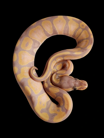 Banana Het Pied Ball Python by No limit reptiles