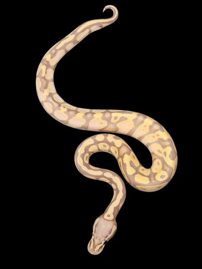 Pastel Banana Yellow Belly Ball Python by No limit reptiles