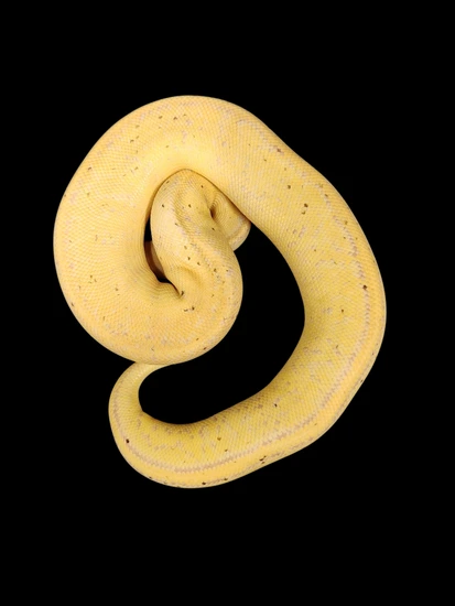 Barczyk Banana Chocolate Pinstripe Ball Python by No limit reptiles