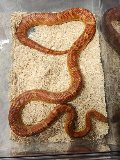 Classic Corn Snake by No limit reptiles