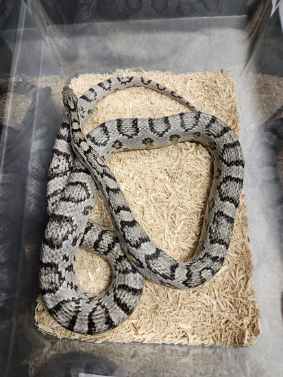 Anerythristic Black Corn Snake by No limit reptiles