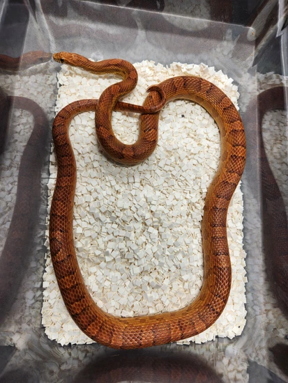 Classic Corn Snake by No limit reptiles