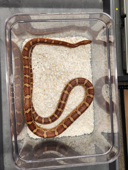 Classic Corn Snake by No limit reptiles