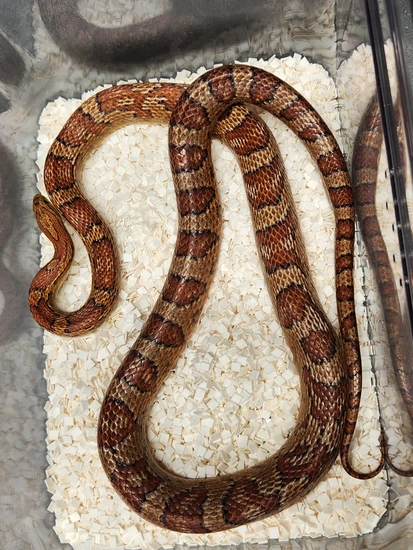 Classic Corn Snake by No limit reptiles