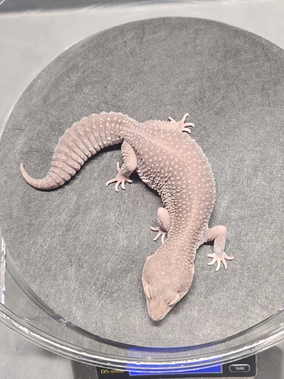 Blizzard Leopard Gecko by No limit reptiles