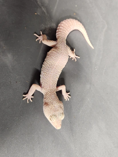 Leopard Gecko Lot Of 4 by No limit reptiles
