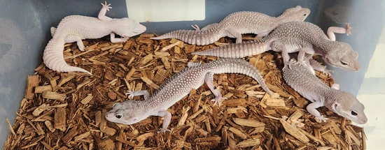 4 Blizzard 1 Blazing Blizzard All Leopard Gecko by No limit reptiles