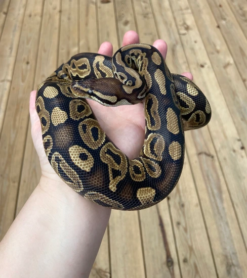 Green Pastel Het Candy - M2 Ball Python by Darkside Reptiles