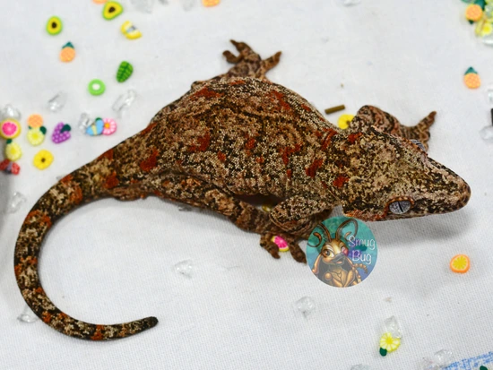 Curry, Proven Male Reticulated Red Blotch Gargoyle Gecko by Smug Bug LLC