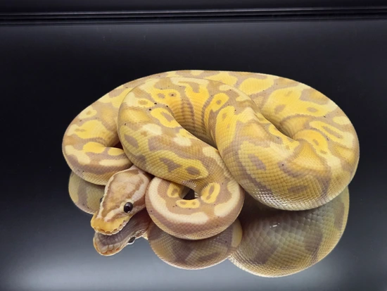 Pastel Cypress Banana Ball Python by Smyachi's Royals