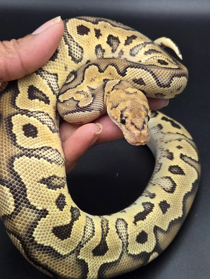Black Fire Redstripe Clown Ball Python by Smyachi's Royals