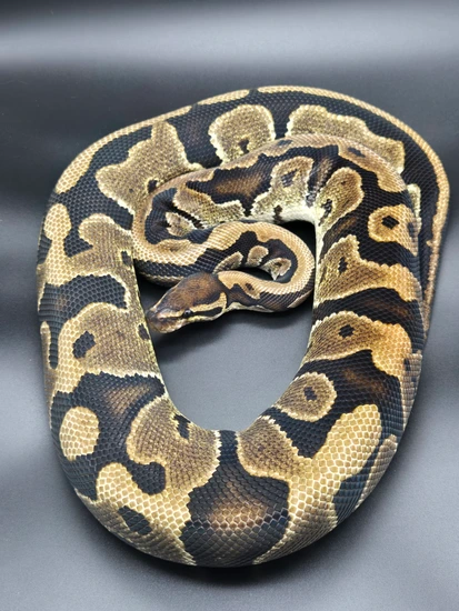 African Import Ball Python by Smyachi's Royals