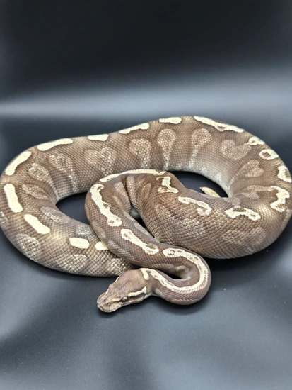 GHI Lesser Het Ultramel Ball Python by Smyachi's Royals