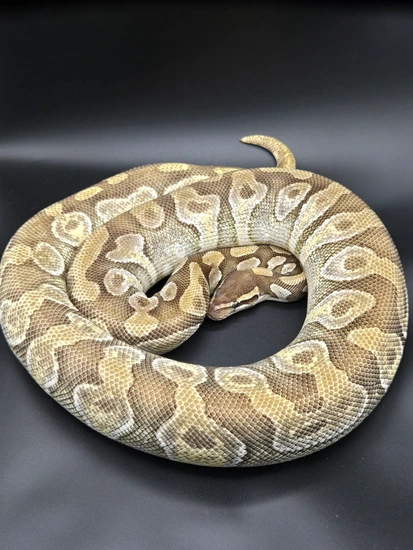 Enchi Yellowbelly Butter Mojave Ball Python by Smyachi's Royals