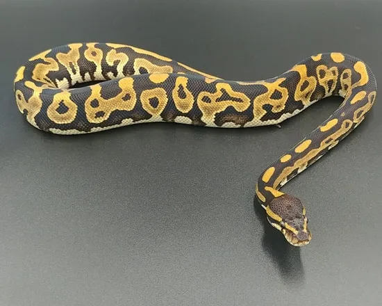 Leopard Mystic Ball Python by CMM Constrictors