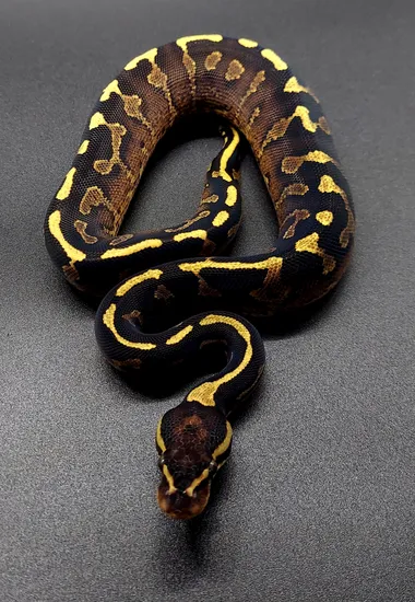 On Sale! SUPER ASPHALT Ball Python by CMM Constrictors