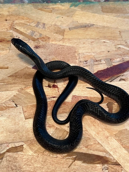 Mexican West-Coast Cribo Pair Cribo & Indigo Snakes by The Snake Room