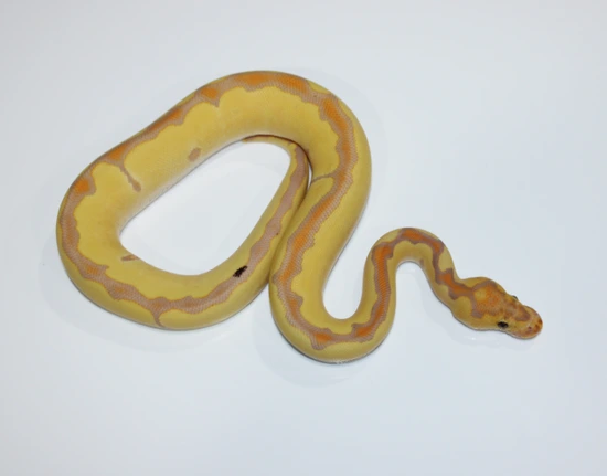 Banana Enchi Clown Ball Python by Monty Pythons