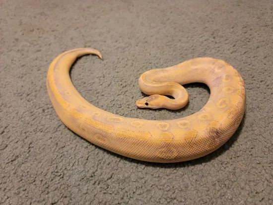 Champagne Yellow Belly Het Hypo Ball Python by Ya Darn Snootin exotics