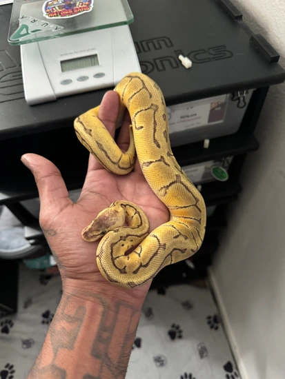1.2 Axanthic (VPI) Clown (Project Group) Ball Python by Haynes Gang Morphs