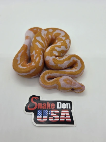 Orange Dream Dreamsicle Ball Python by Snake Den USA Exotic Reptiles