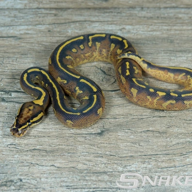 axanthic ball python morphmarket