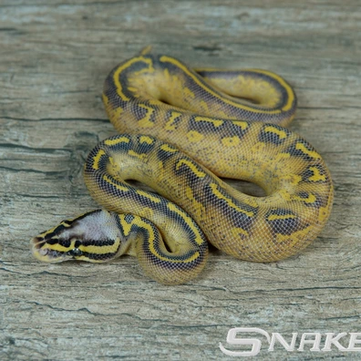 axanthic ball python morphmarket