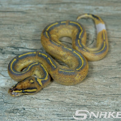 axanthic ball python morphmarket