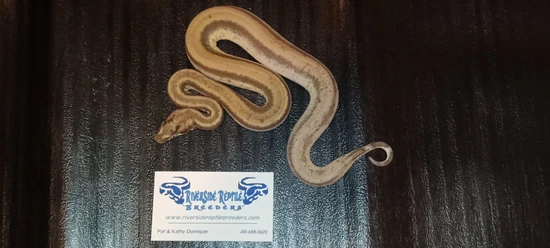 Ghost Sterling Boa Constrictor by Riverside Reptile Breeders