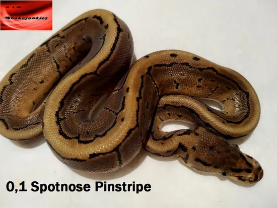 Spotnose Pinstripe Ball Python by Snakejunkies