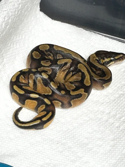 Disco Enchi Poss Yellow Belly (KINK) Ball Python by SAJ Reptiles