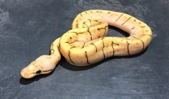 Firefly Spinner Ball Python by Snakenstein Reptiles, LLC