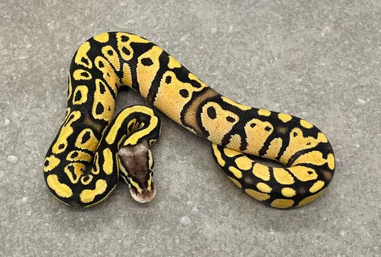 Pastel Spark Ball Python by Snakenstein Reptiles, LLC