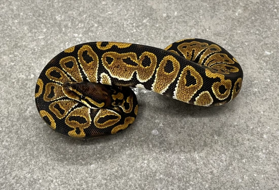 Marvel Ball Python by Snakenstein Reptiles, LLC