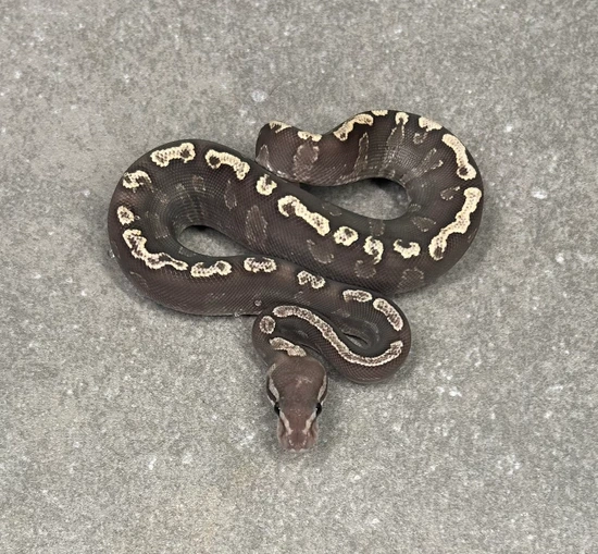 Super GHI Fire Ball Python by Snakenstein Reptiles, LLC