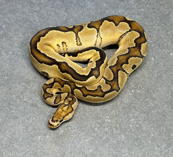 Fire Or Vanilla Clown Ball Python by Snakenstein Reptiles, LLC
