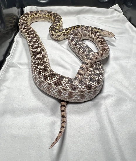 Axanthic Het Snow/Envy San Diego Gopher Gopher Snake by The Snake Paradox