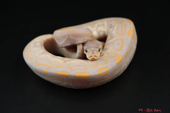 Black Pastel Banana Ball Python by On Point Ball Pythons