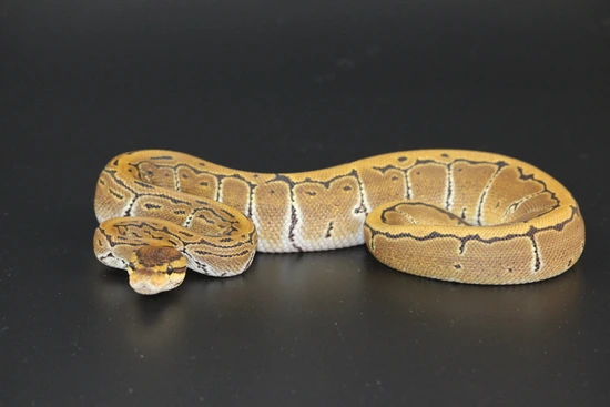 Pinstripe Ball Python by On Point Ball Pythons