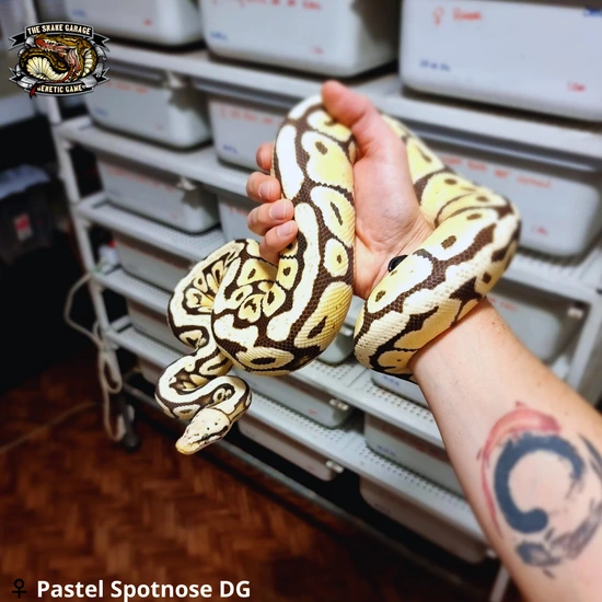 Pastel Spotnose Desert Ghost Ball Python by The-snakes Garage