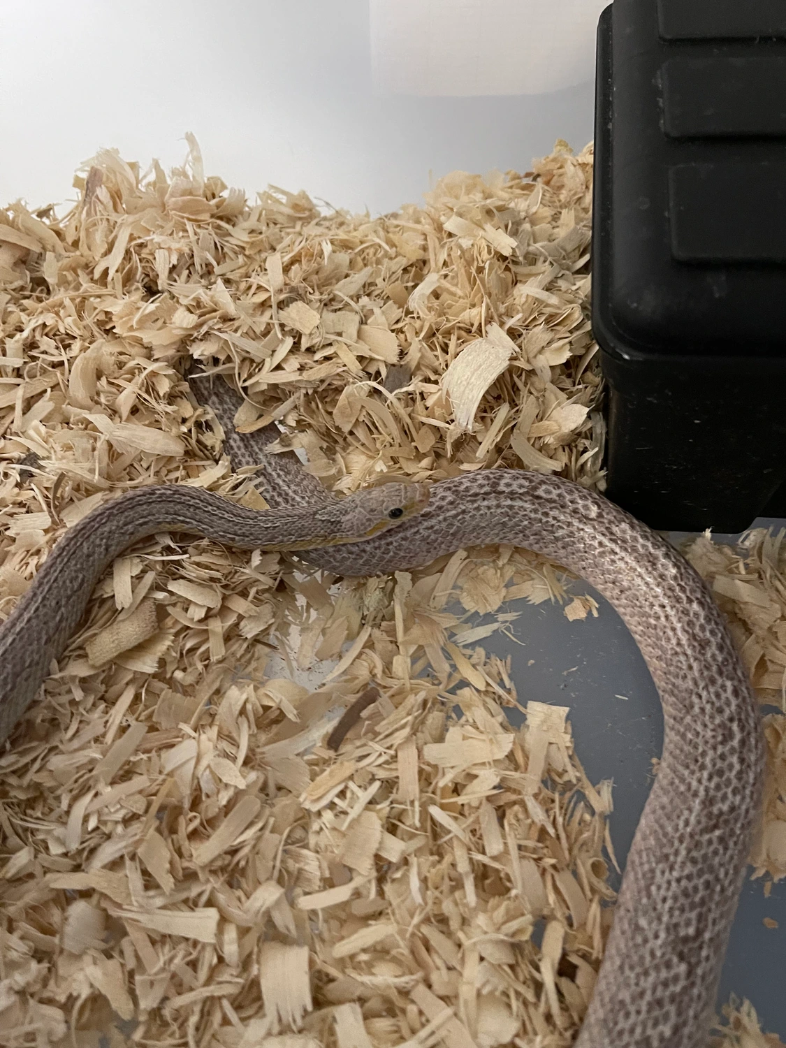 Snakes of Shadow Lake's Collection - MorphMarket