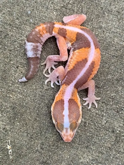 Tangerine Albino Striped African Fat Tail Gecko African Fat-Tailed ...