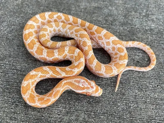 Albino Emory Other Rat Snake by Snakes at Sunset