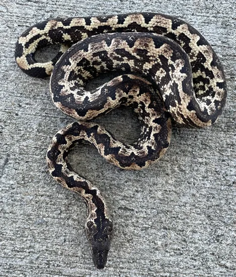 Hi- White Solomon Island Dumeril's Boa by Snakes at Sunset