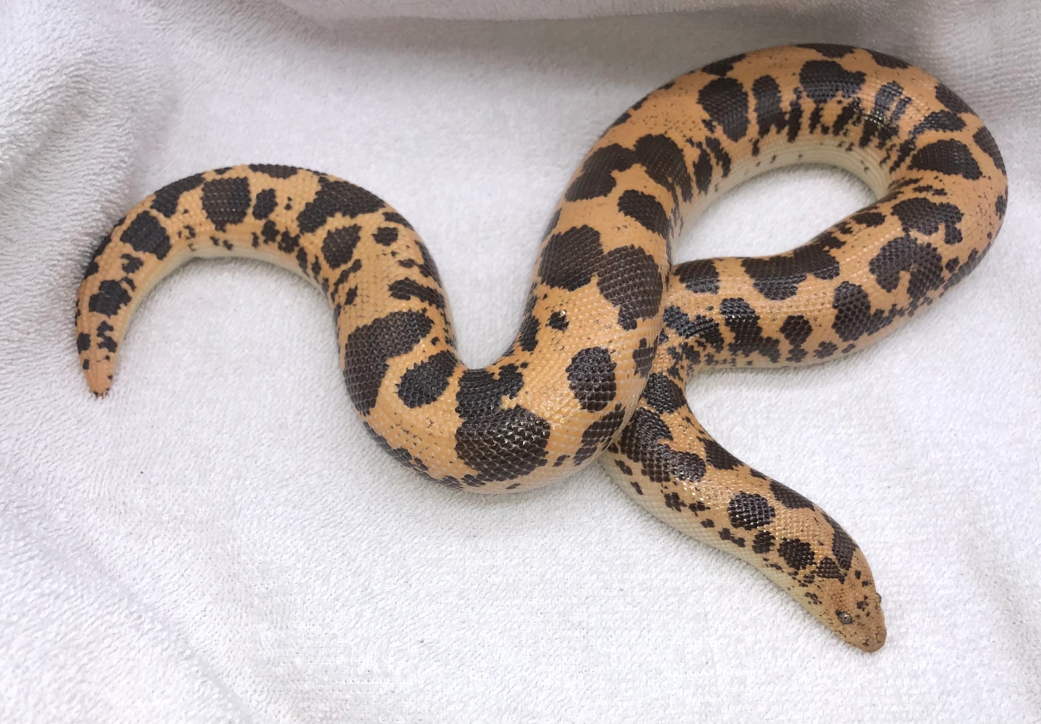 SnakesbySharon's Collection - MorphMarket